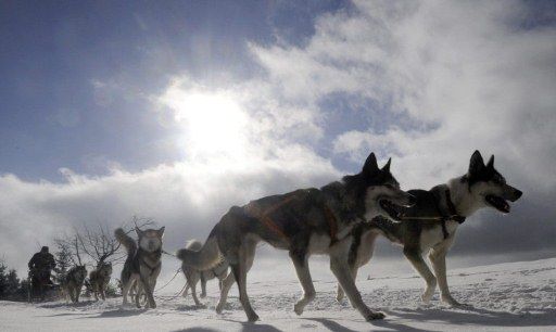 Un deporte extremo protagonizado por perros - RT