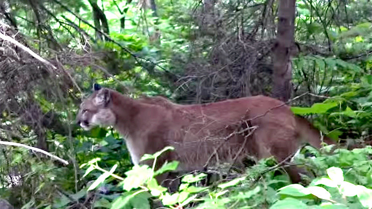 ¿Qué pasa si te encuentras con un puma salvaje en el bosque? - RT