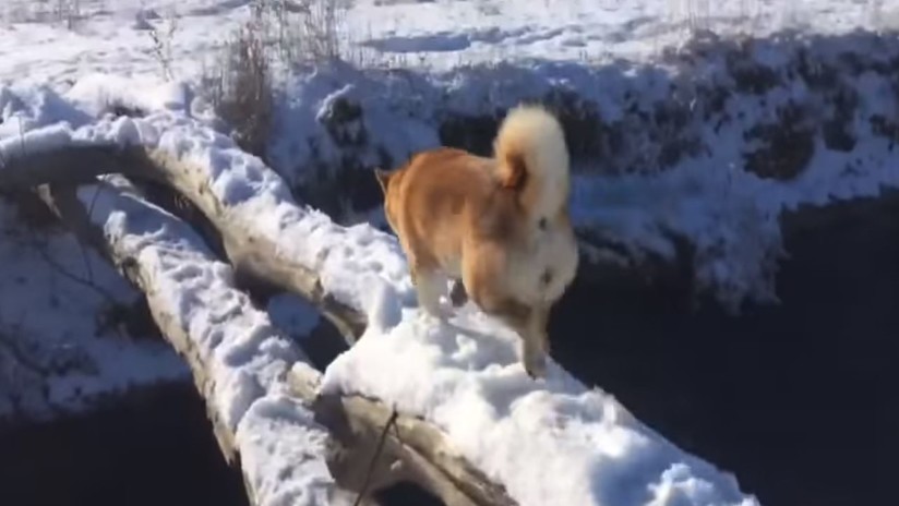 El video viral de un perro que "fracasa" al cruzar un puente arrasa en ...