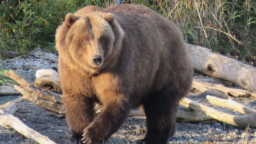 VIDEO: Una osa gana peso para el invierno, queda irreconocible y ...