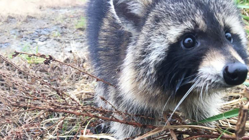 No era rabia: Mapaches borrachos causan pánico en EE.UU. al comerse una ...