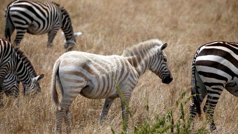 Fotografían una rara cebra albina en Tanzania - RT