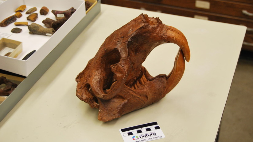 Descubren por qué se extinguieron los castores gigantes, que llegaban a ...