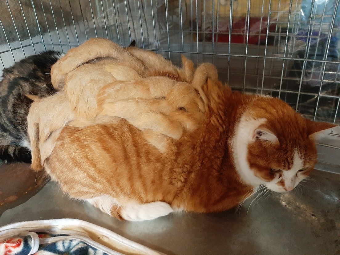 FOTOS: Un gato francés dice adiós a más de un kilo de rastas y empieza ...
