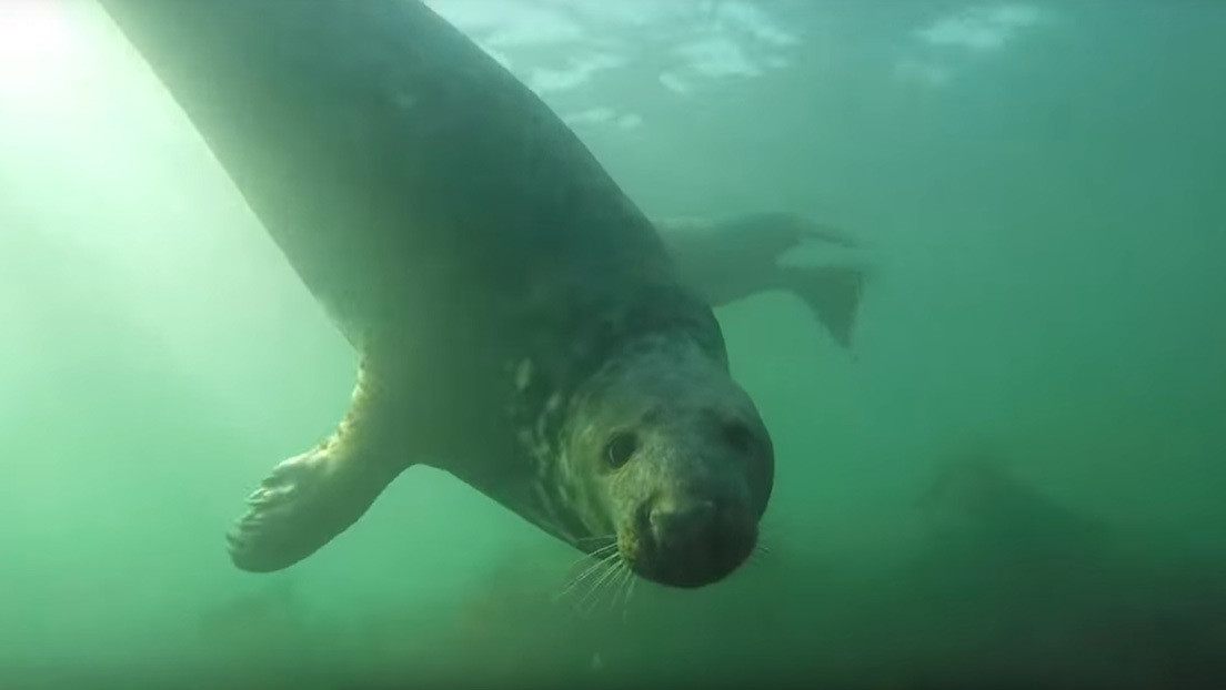 VIDEO: Captan por primera vez focas grises salvajes 'aplaudiendo' bajo ...