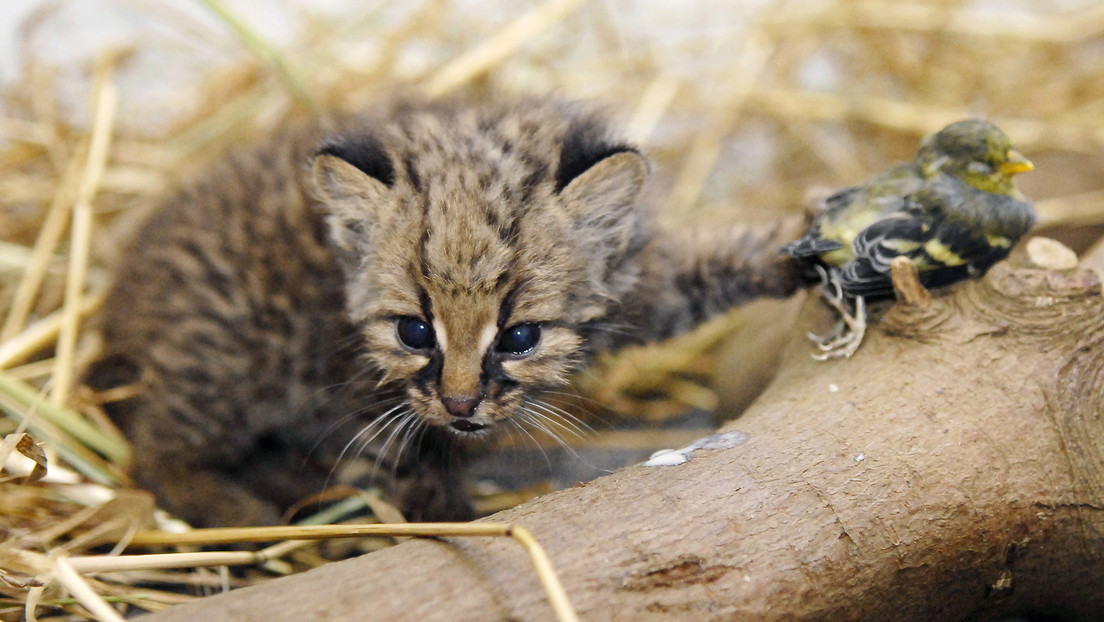 AUDIO: Captan por primera vez la voz del félido más pequeño de América - RT