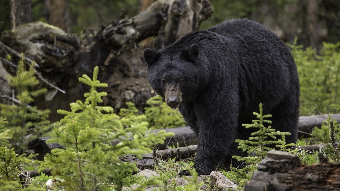 VIDEO: Un oso se le acerca en una ruta de senderismo y ella permanece ...