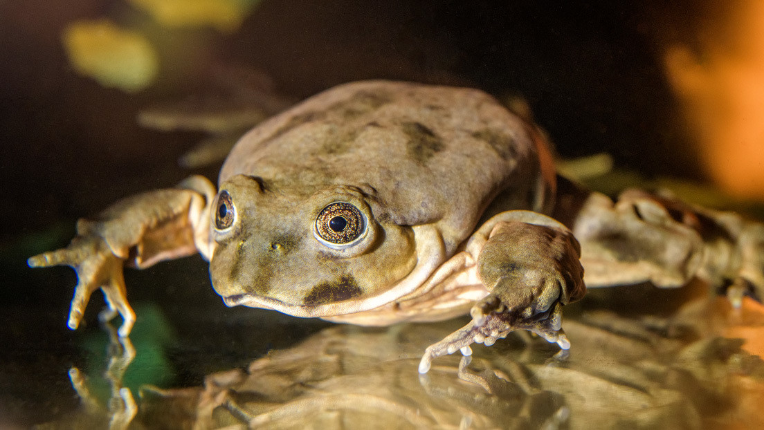 Varios países unen fuerzas para salvar de la extinción a la gigante del ...