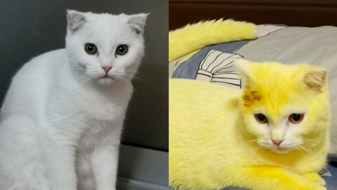 Trata a su gato con cúrcuma para aliviar una infección y el resultado ...