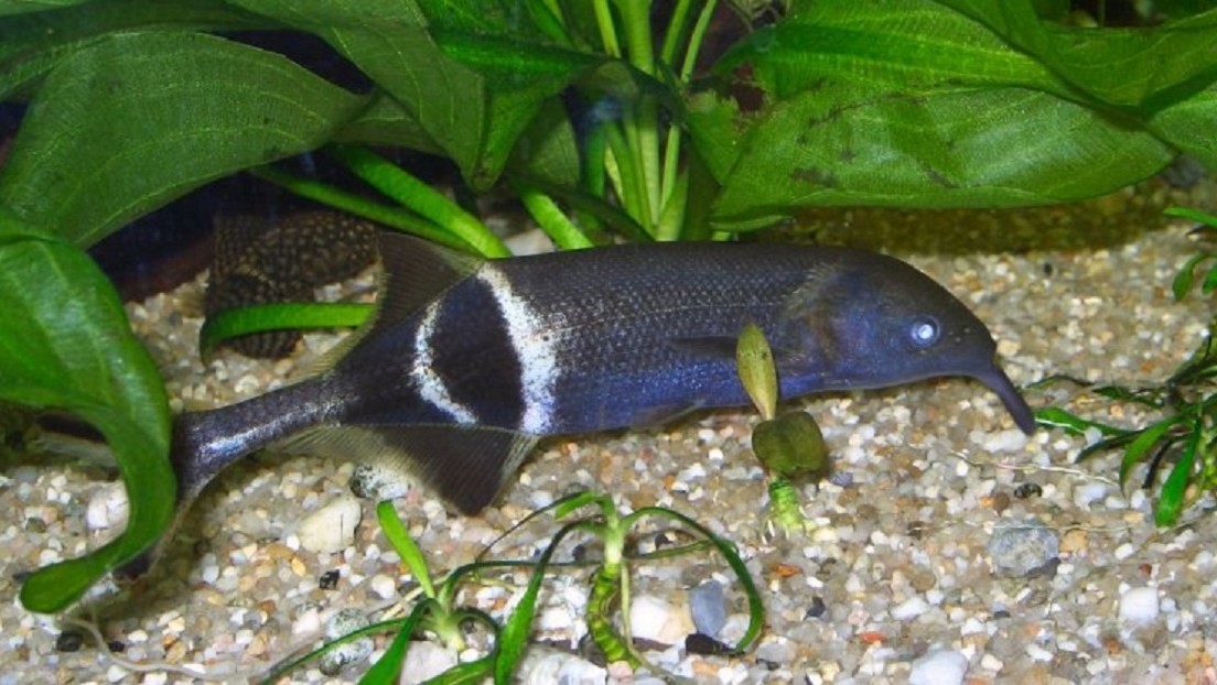 Descubren cómo evolucionaron los cerebros de los peces para lograr ...