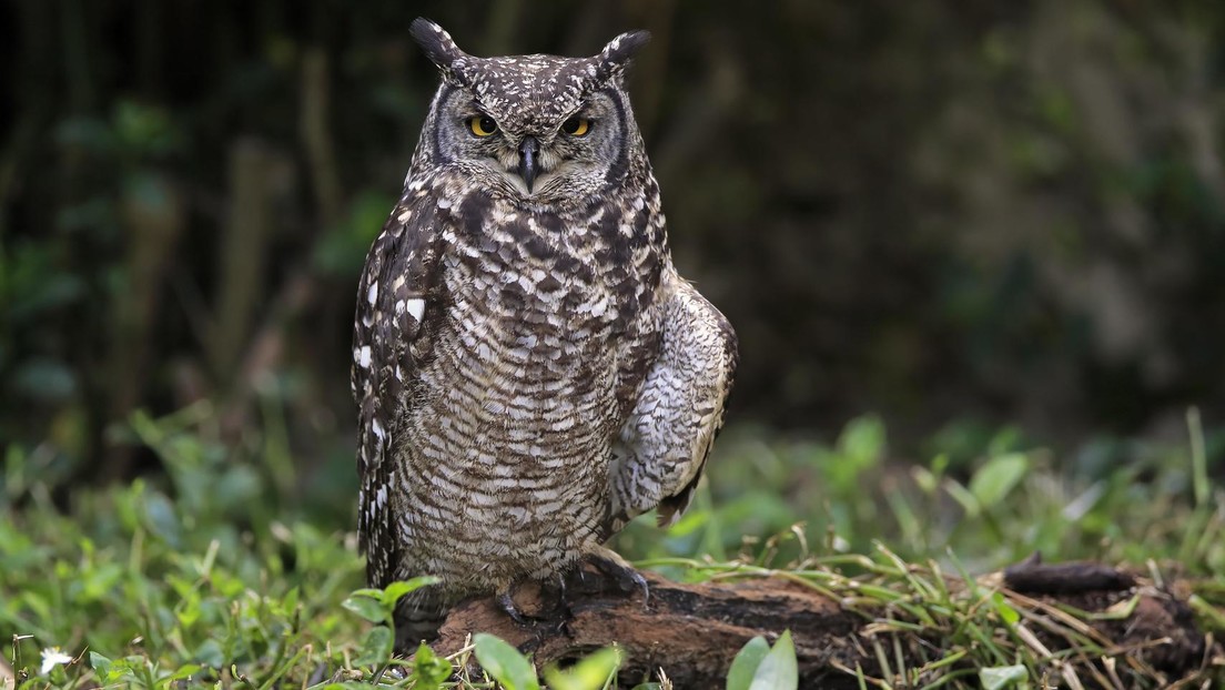 FOTOS: Capta cómo un búho perfectamente camuflado en un árbol protege a ...