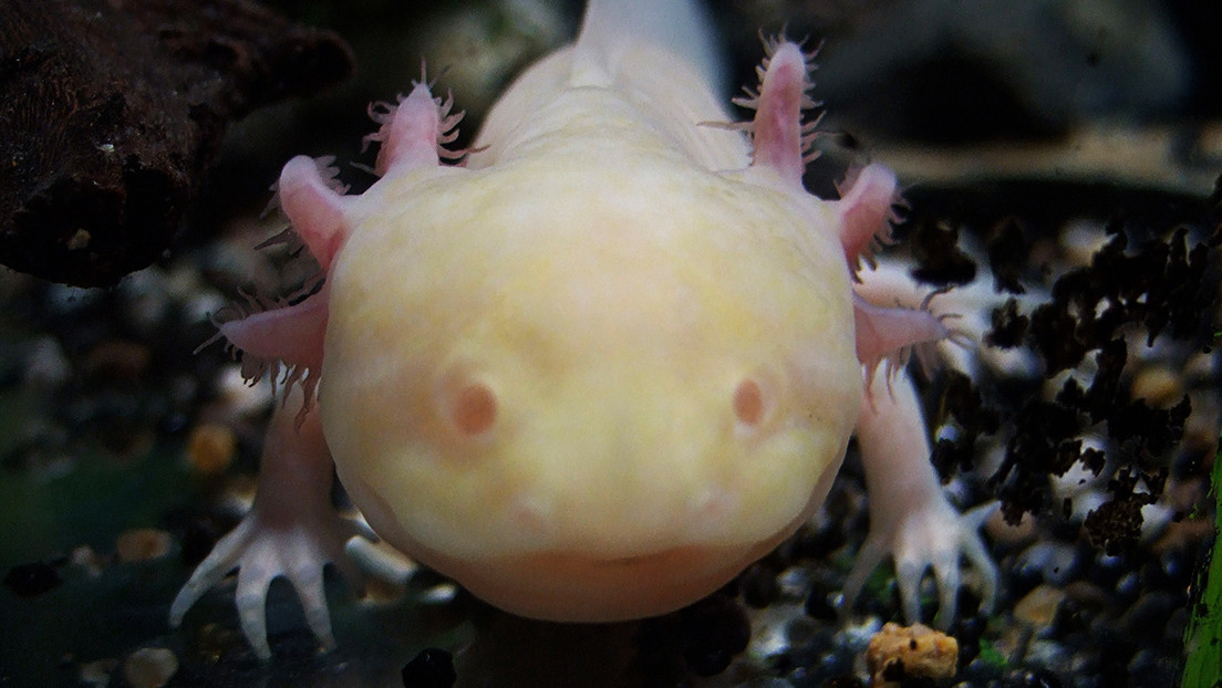 El ajolote ya tiene su museo en México - RT