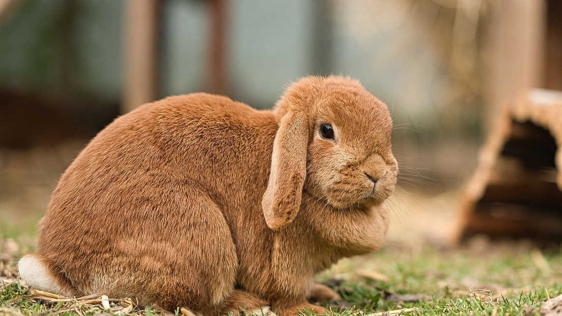 VIDEO: Un conejo queda atrapado por sus largas orejas, pero un ...