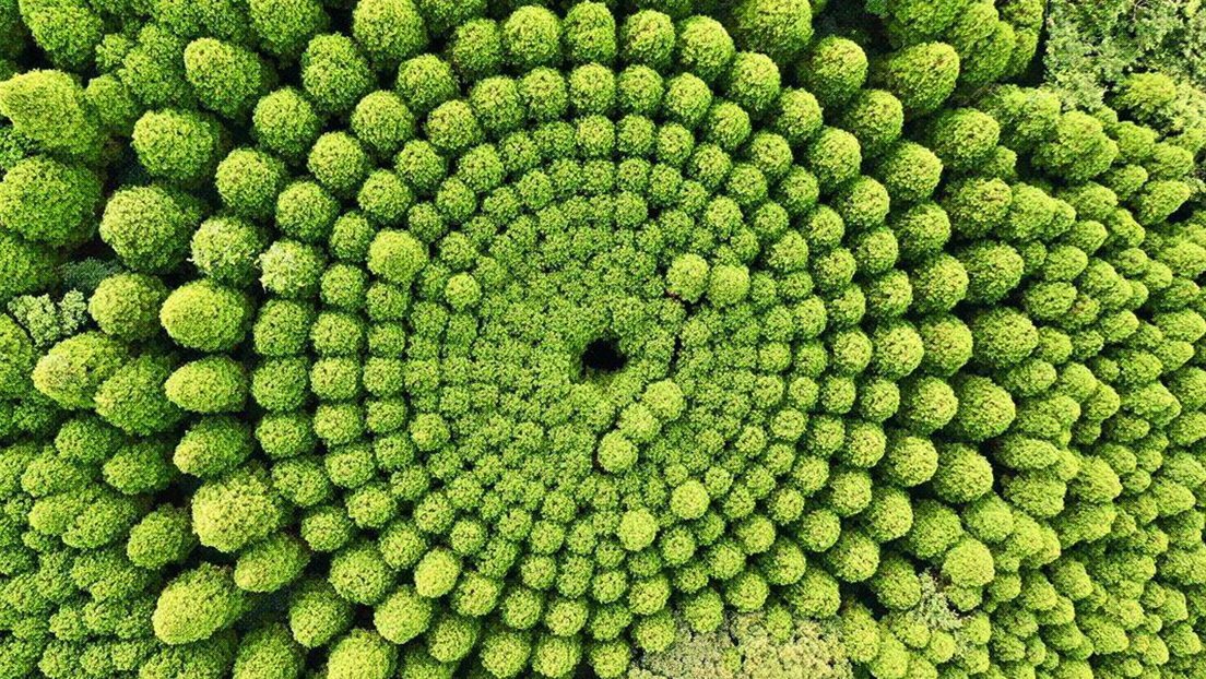 Estos impresionantes bosques circulares en Japón nacieron a partir de ...