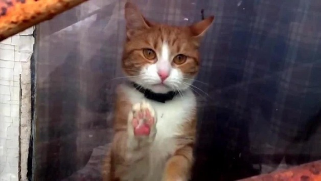 Trate de no llorar viendo al gato más triste diciendo 'adiós' a su amo - RT