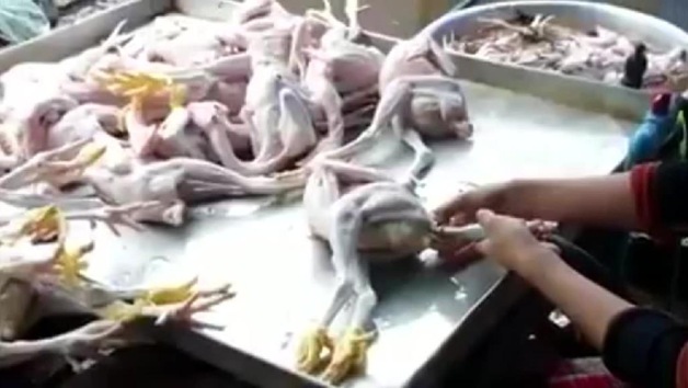 ¿Cómo 'engordan' a los pollos flacos muertos en las tiendas en 10 ...