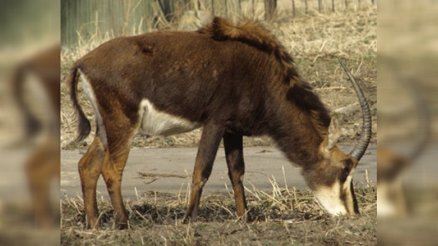 Cría de antílope negro nació en zoológico de Moscú - RT