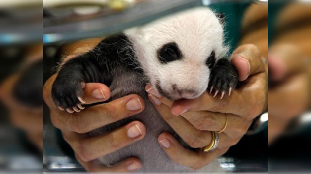 Dos pandas recién nacidos hacen su primera aparición en público en ...