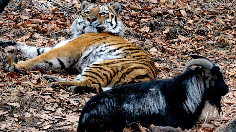 Hunger games? 5 reasons Amur the Tiger hasn’t eaten Timur the Goat — RT ...