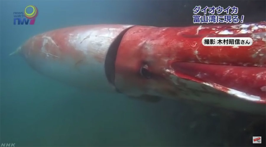 Ink-redible: Giant squid makes rare appearance, swims with human — RT ...