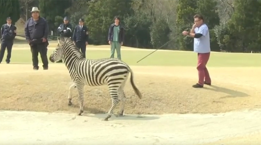 Runaway zebra drowns in golf course lake after being tranquilized ...