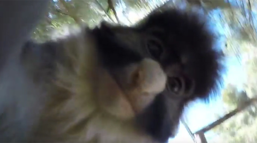 Cheeky monkey grabs camera, shoots short film & bags selfie (VIDEO ...