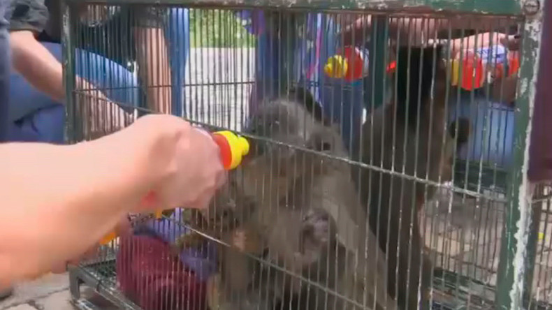 49 starving caged monkeys rescued from Johannesburg garden nursery ...