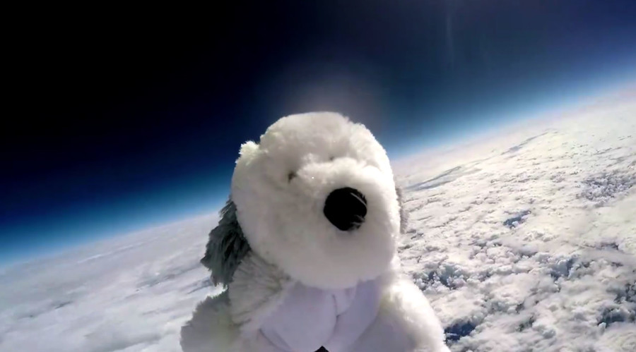 Lost in space? Missing ‘astronaut’ dog teddy sparks massive search ...