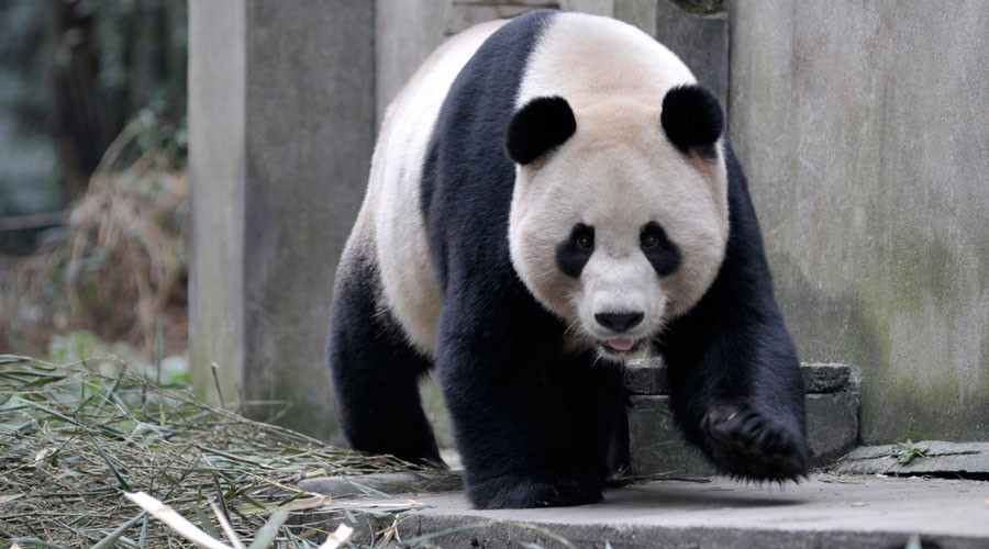 Revo-loo-tionary tissue: Panda poop turned into luxury paper in China ...