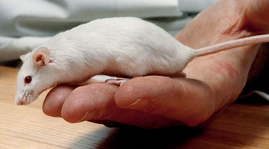 Scientists restore hearing in deaf mice using advanced gene therapy ...