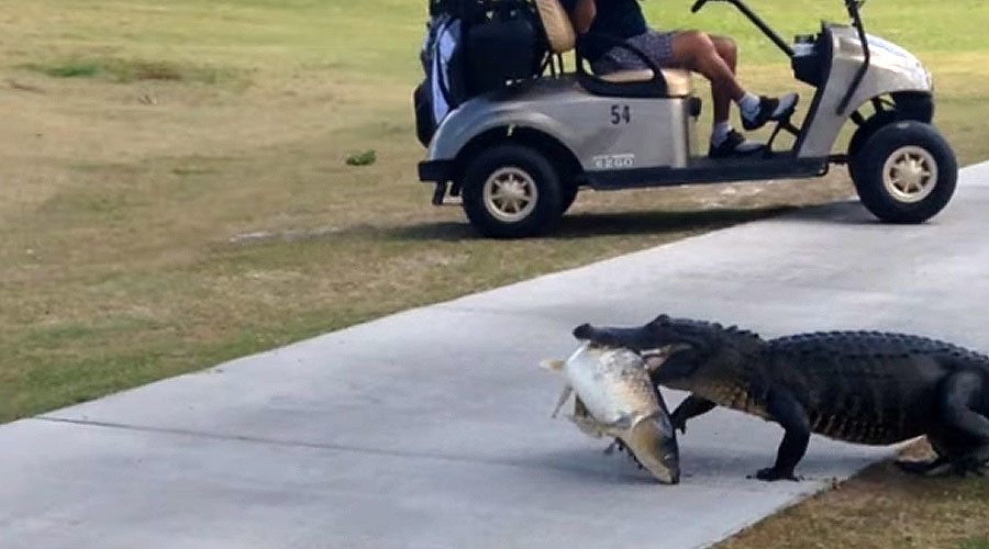 Nonchalant alligator shocks golfers by sauntering across course ...