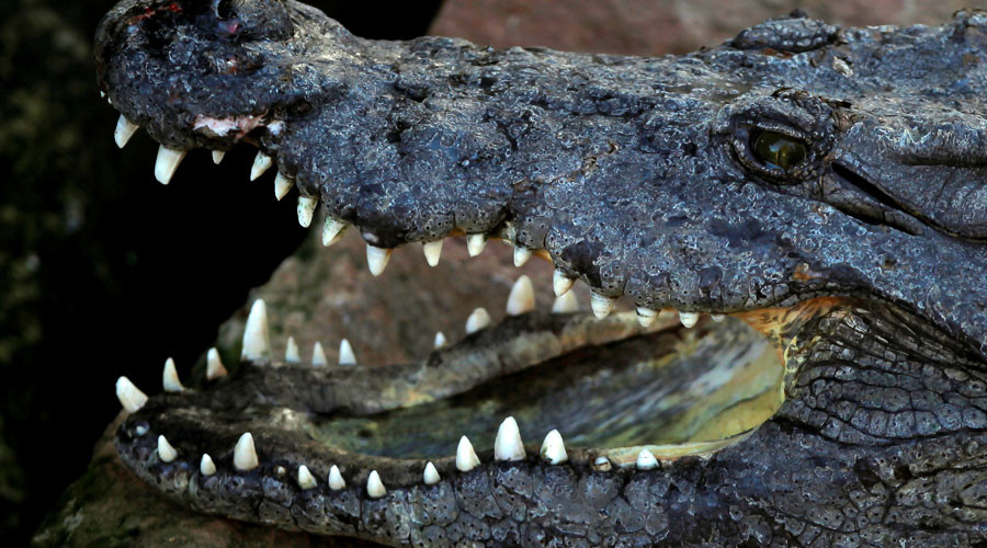 Alligators beat ‘bomb cyclone’ by freezing themselves in place (PHOTOS ...