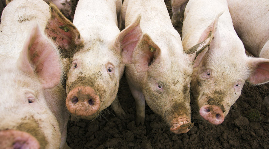 Scientists create human-sheep chimera with hopes of affordable organ ...