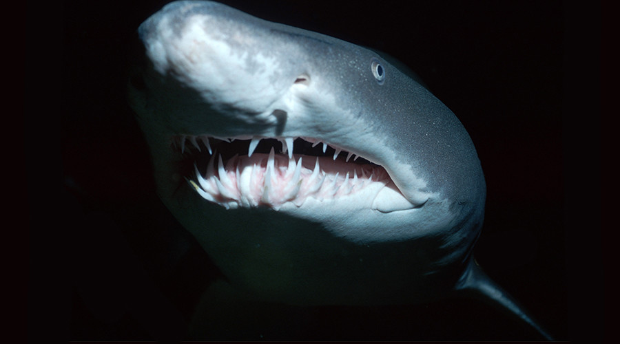 Bloody shark attack triggers panic among Cape Cod beachgoers — RT Viral