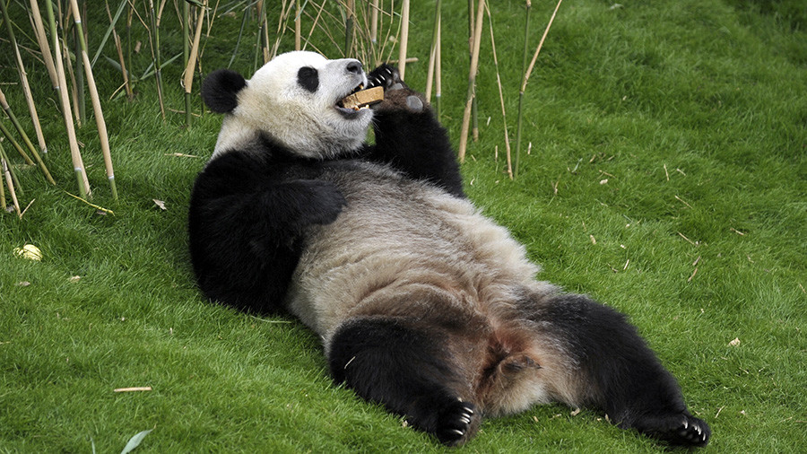 Revo-loo-tionary tissue: Panda poop turned into luxury paper in China ...