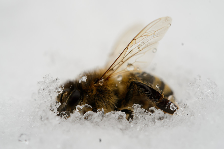 New bee species found thriving in former Arctic nuke site - study — RT ...