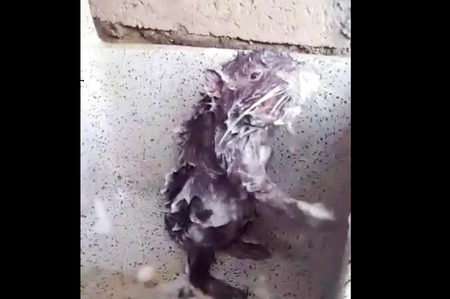 Deodor-rat: Real-life Ratatouille showers like a human (VIDEO) — RT ...