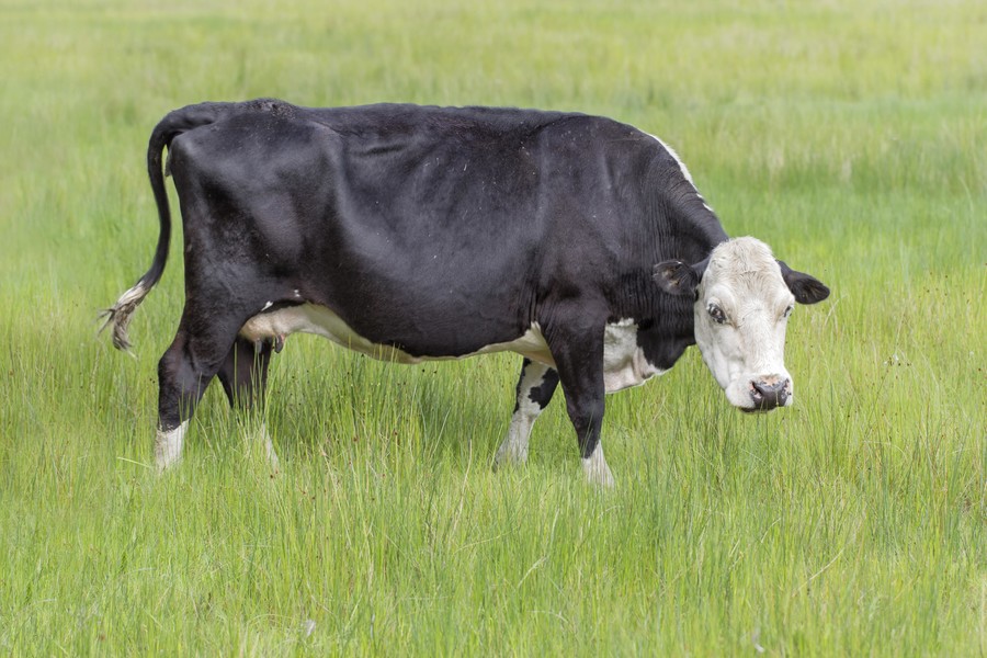 Udderly ridiculous or bold mooove? Irish company rolls out cow facial ...