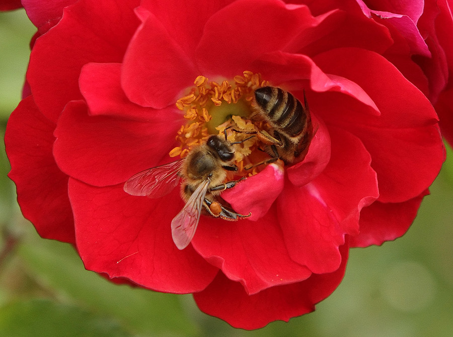 Robot bees: Walmart plots global pollination (IMAGE) — RT USA News
