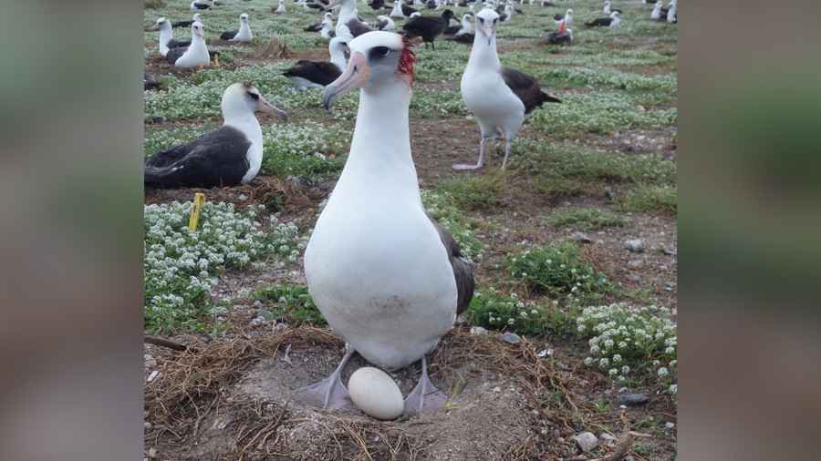 'Vampire’ mice eating adult albatrosses alive (GRAPHIC PHOTOS, VIDEOS ...