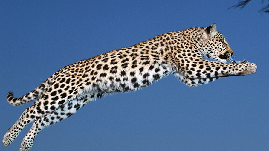 Crouching stork, hidden leopard: Stunning moment bird escapes claws of ...