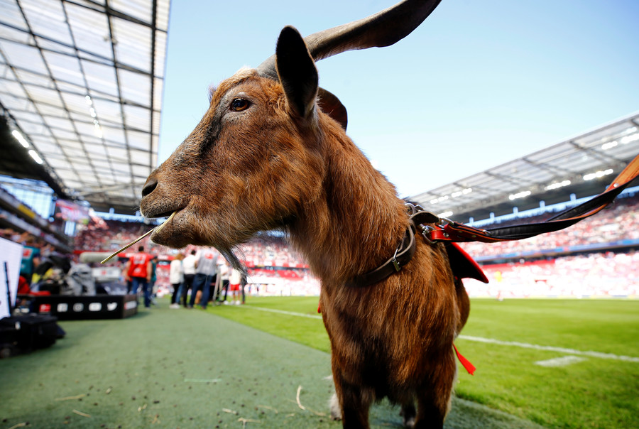 Turkish football team sells 18 players to buy 10 goats in bizarre ...