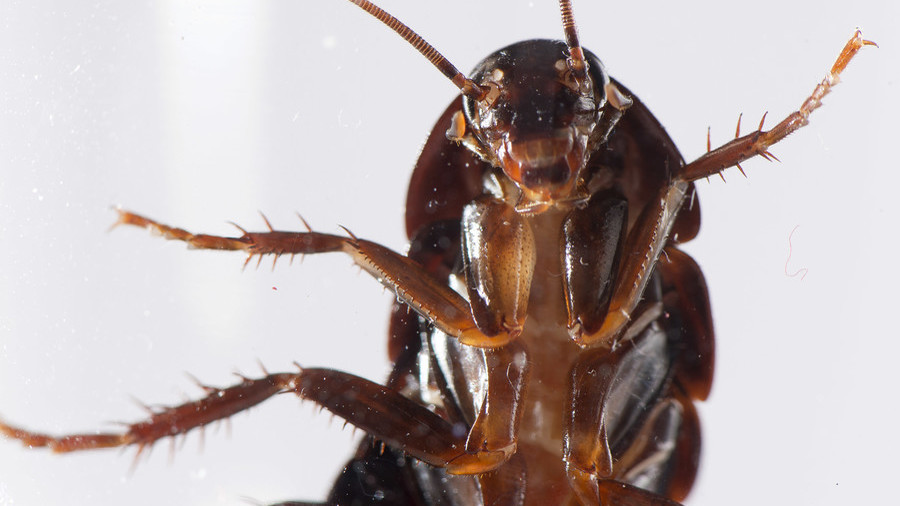 Kung fu fighting cockroaches fend off wasps with lightning-fast kicks ...
