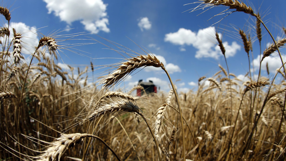 Russia’s agricultural exports to hit $25 billion this year — RT ...