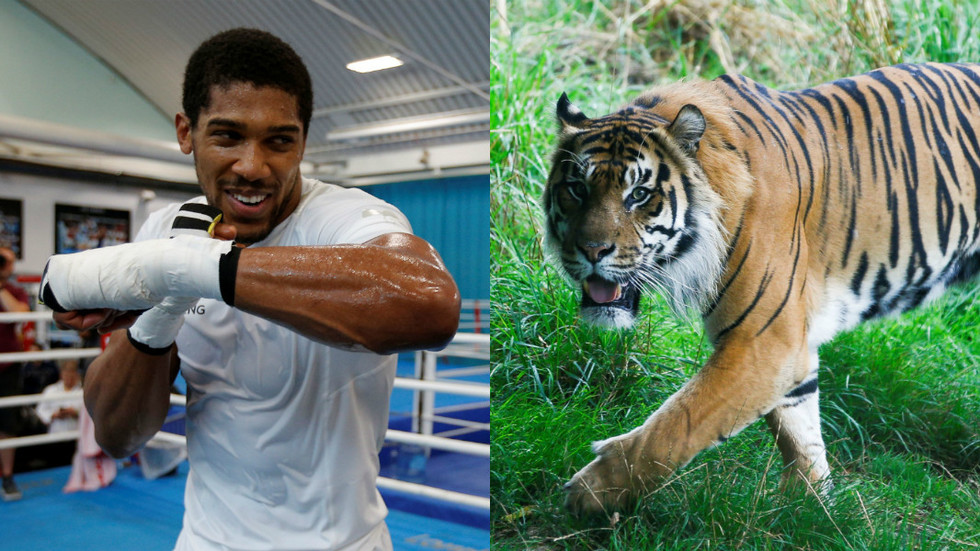 Eye of the tiger: Heavyweight boxing champ Anthony Joshua grapples with ...