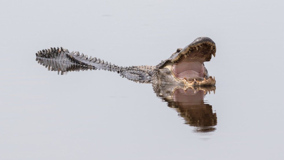 Alligators freeze in N Carolina swamp, only leaving nostrils above ice ...
