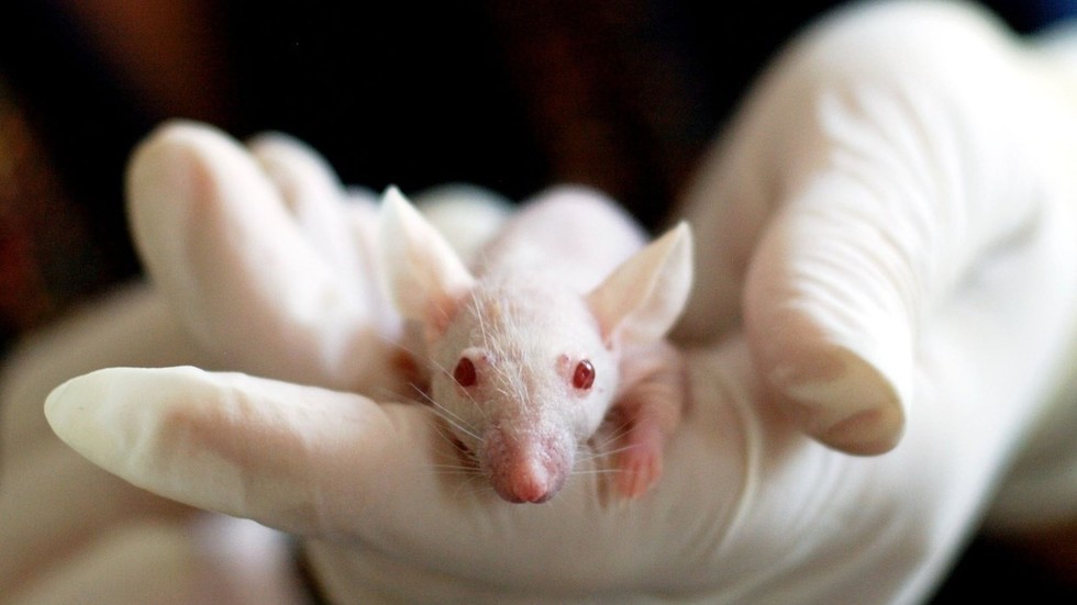 Human limbs soon? Scientists regrow mice toes in major regenerative ...