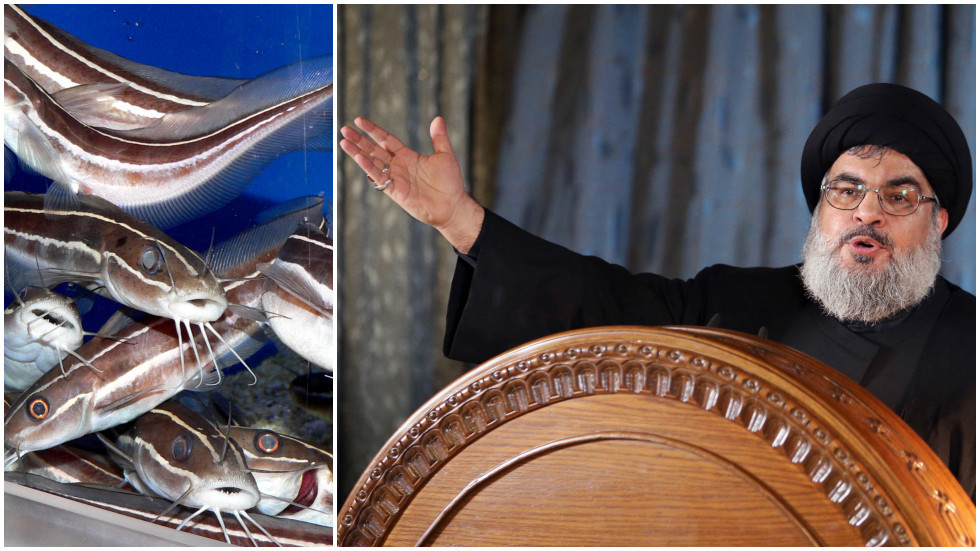 A fish called Nasrallah: Israel hails decline of ‘toxic’ catfish from ...