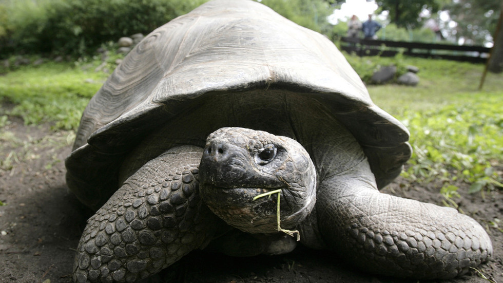 Giant tortoise feared extinct for over 100 years found on Galapagos ...