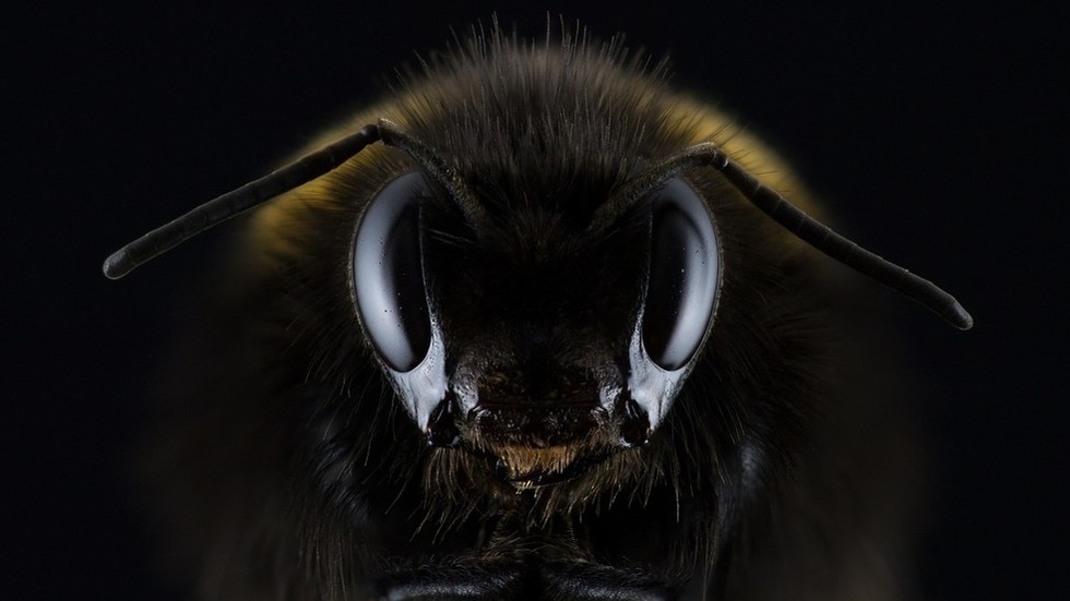 Flying bulldog’? Researchers uncover GIANT BEE thought to be extinct ...